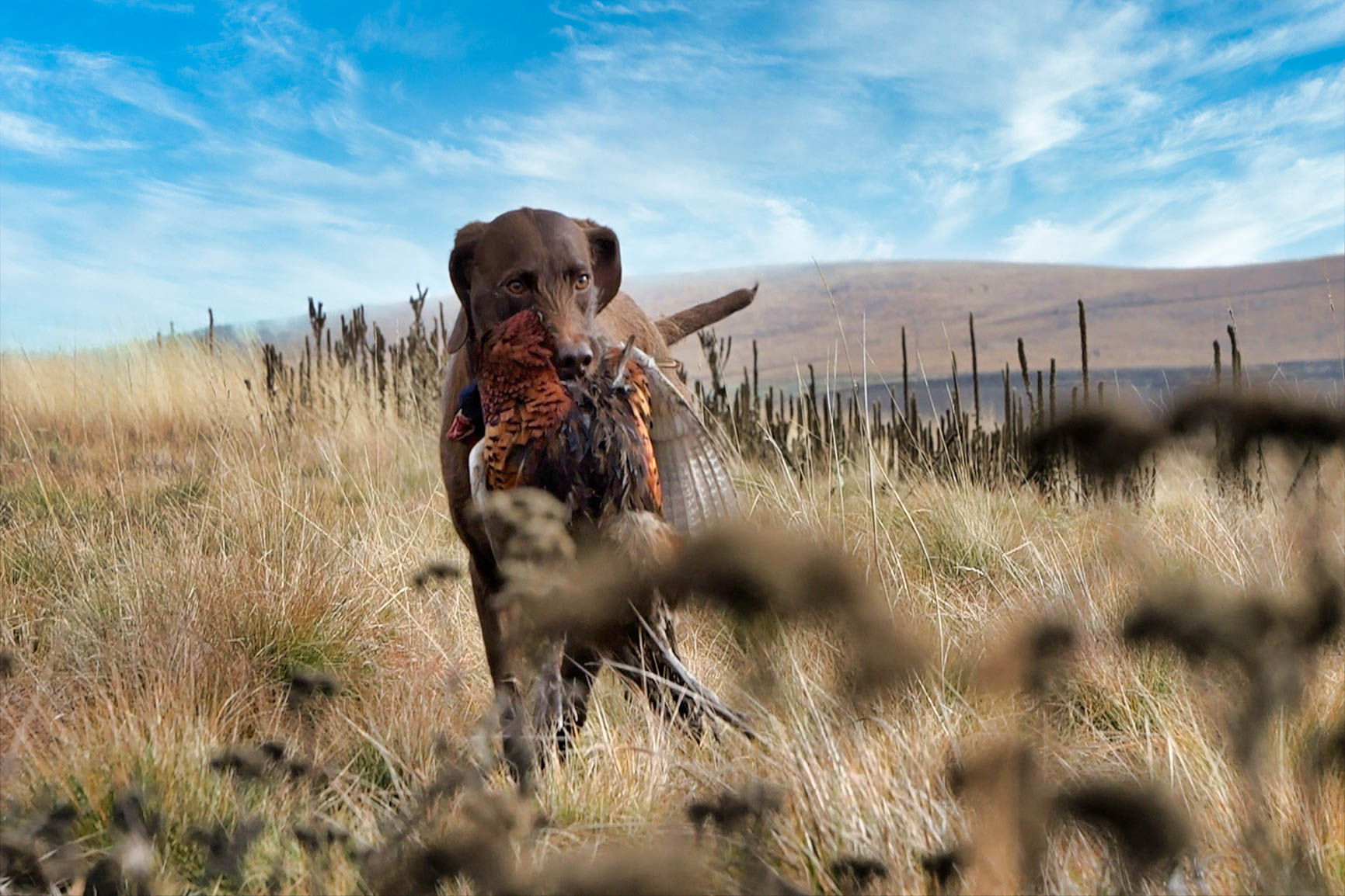 Upland Bird Hunting Packages – Upland Bird Ranch