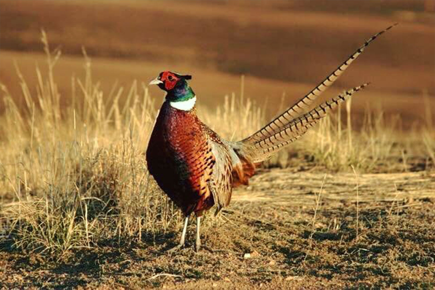 Upland Bird Hunting Packages – Upland Bird Ranch