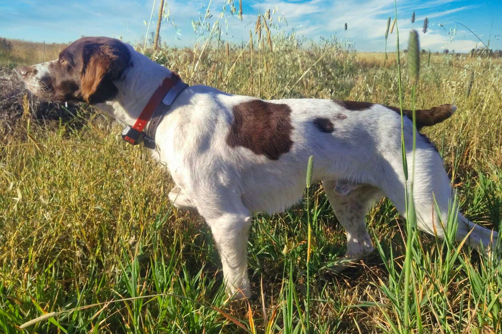 About Us – Upland Bird Ranch