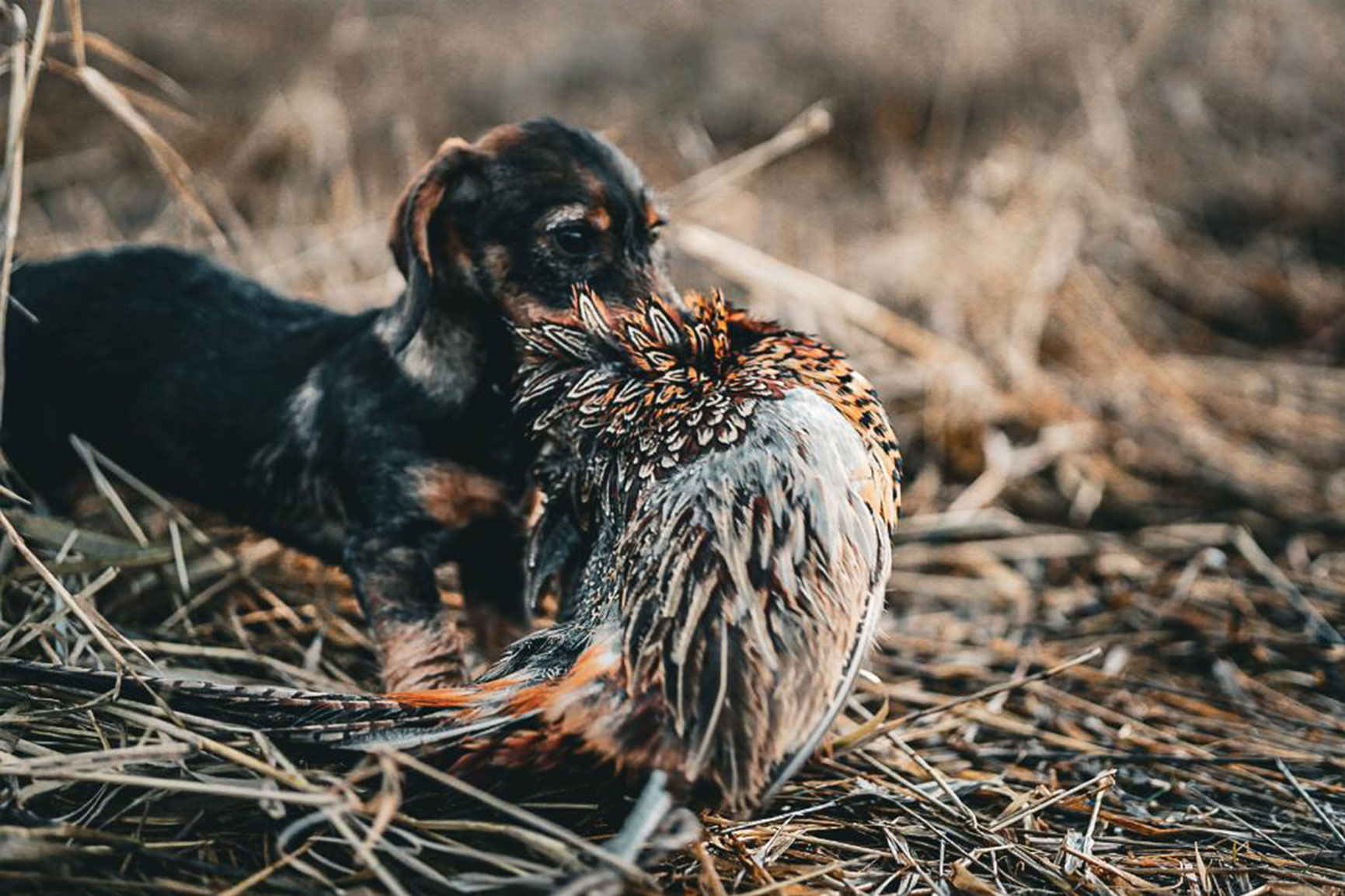 About Us – Upland Bird Ranch