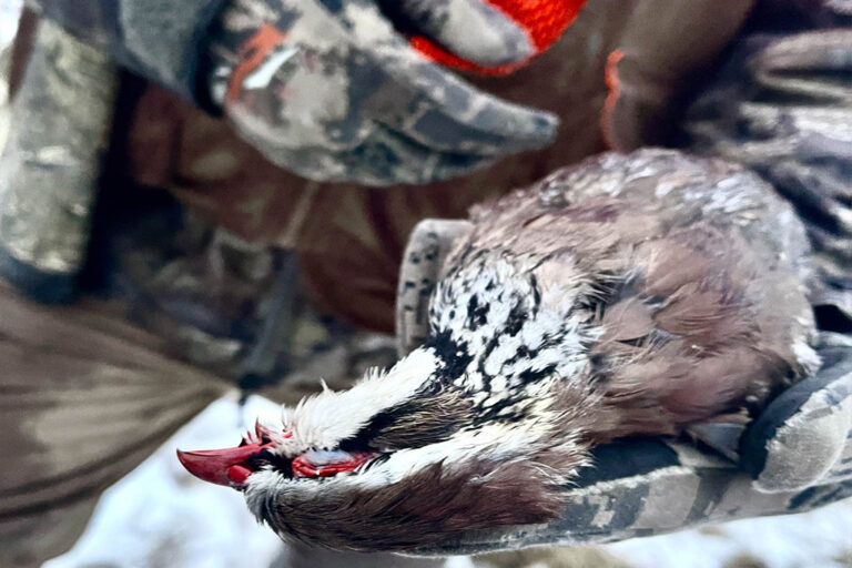 Upland Bird Hunting Packages – Upland Bird Ranch