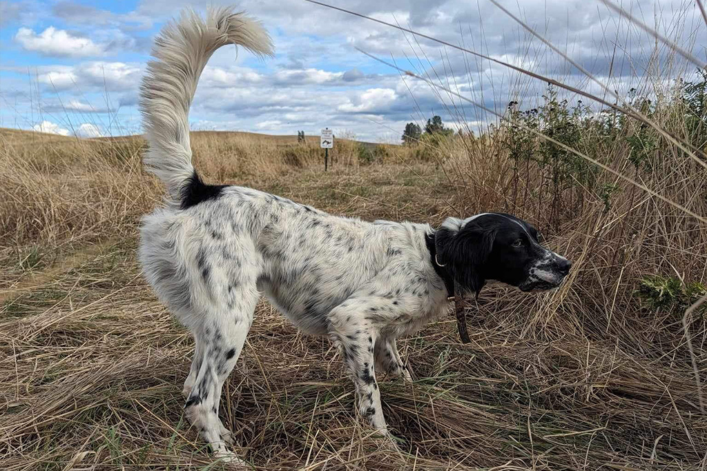 About Us – Upland Bird Ranch