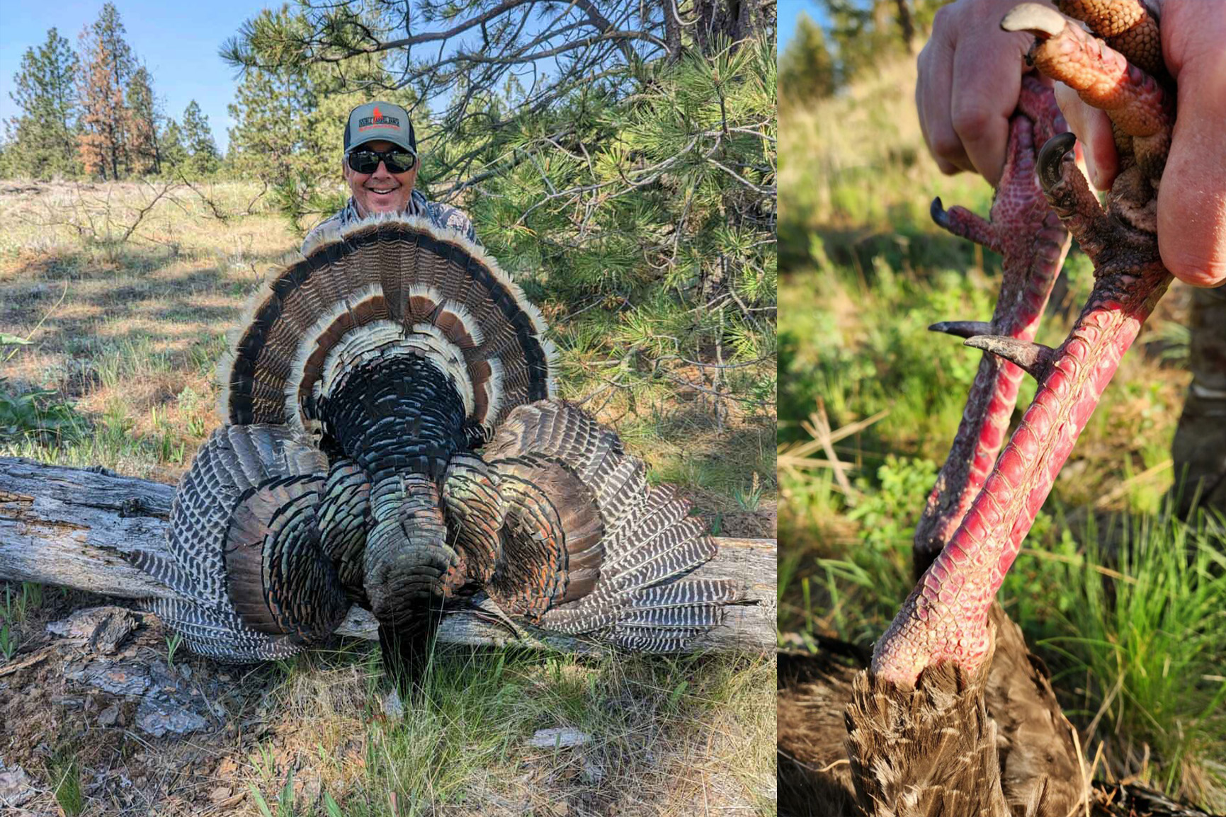 Turkey Hunting Packages - Upland Bird Ranch