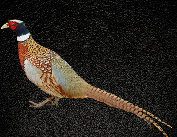 Our Game Birds - Pheasant, Chukar & More at Upland Bird Ranch in Washington