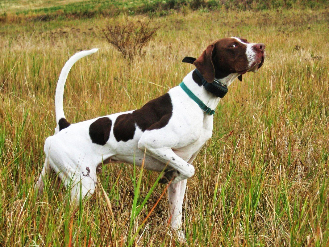 Bird Dog Training - Upland Bird Ranch