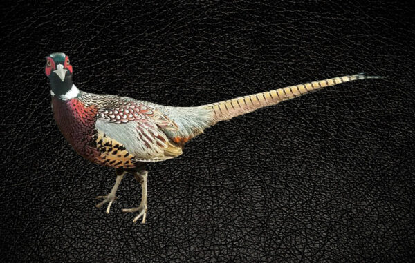 Our Game Birds - Pheasant, Chukar & More at Upland Bird Ranch in Washington
